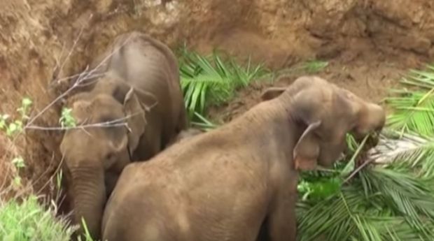 Watch Baby Elephants Rescued From Bottom of Well