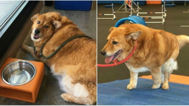 Overweight Dog Is Success Story After Shedding 54 Pounds