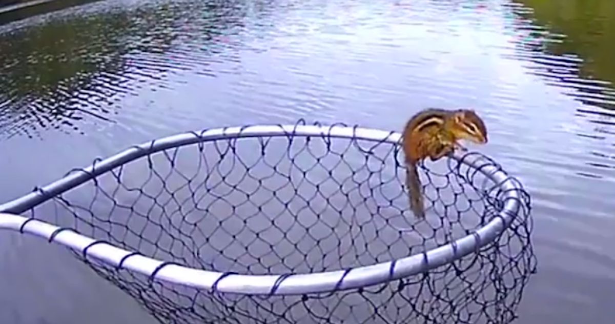 WATCH: Two Men Unexpectedly Rescue Chipmunk During Fishing Trip