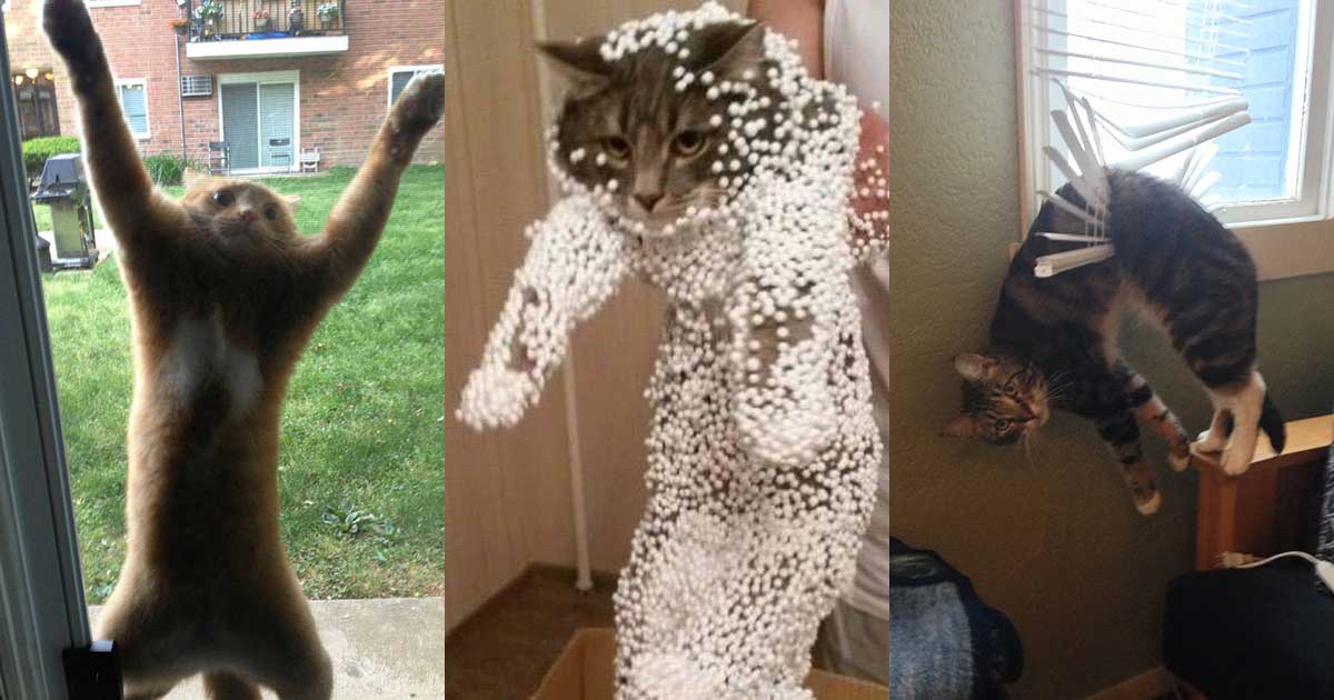 Funniest Cat Photos: Pets That Immediately Regret Their Life Decisions