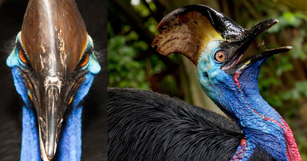 Most Dangerous Animals: Watch Out for These Deadly Creatures